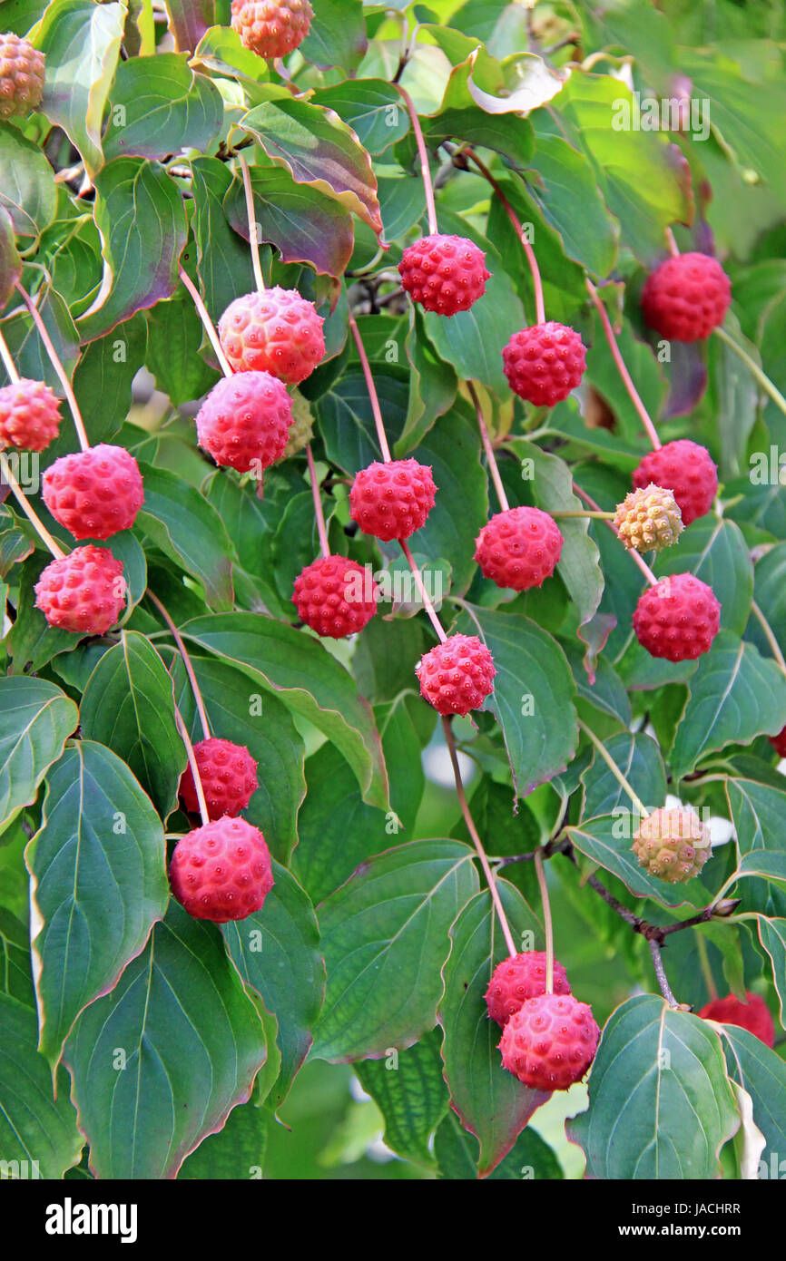 Cornus kousa chinensis and autumn hi-res stock photography and images ...