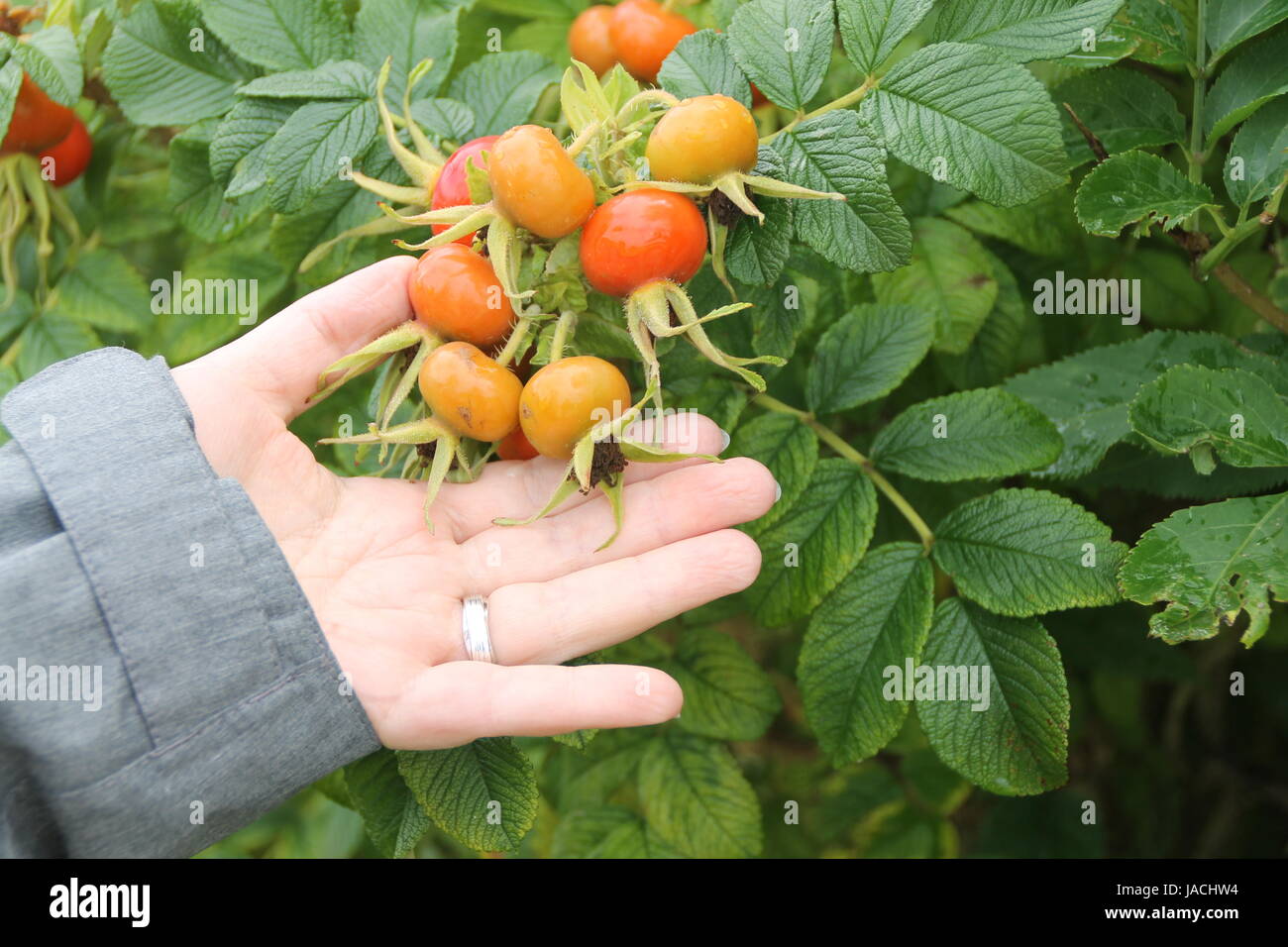 a rosehip plant Stock Photo - Alamy
