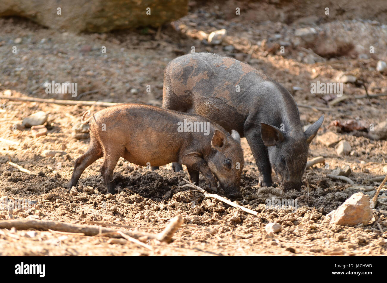 baby wild boar in nature Stock Photo - Alamy