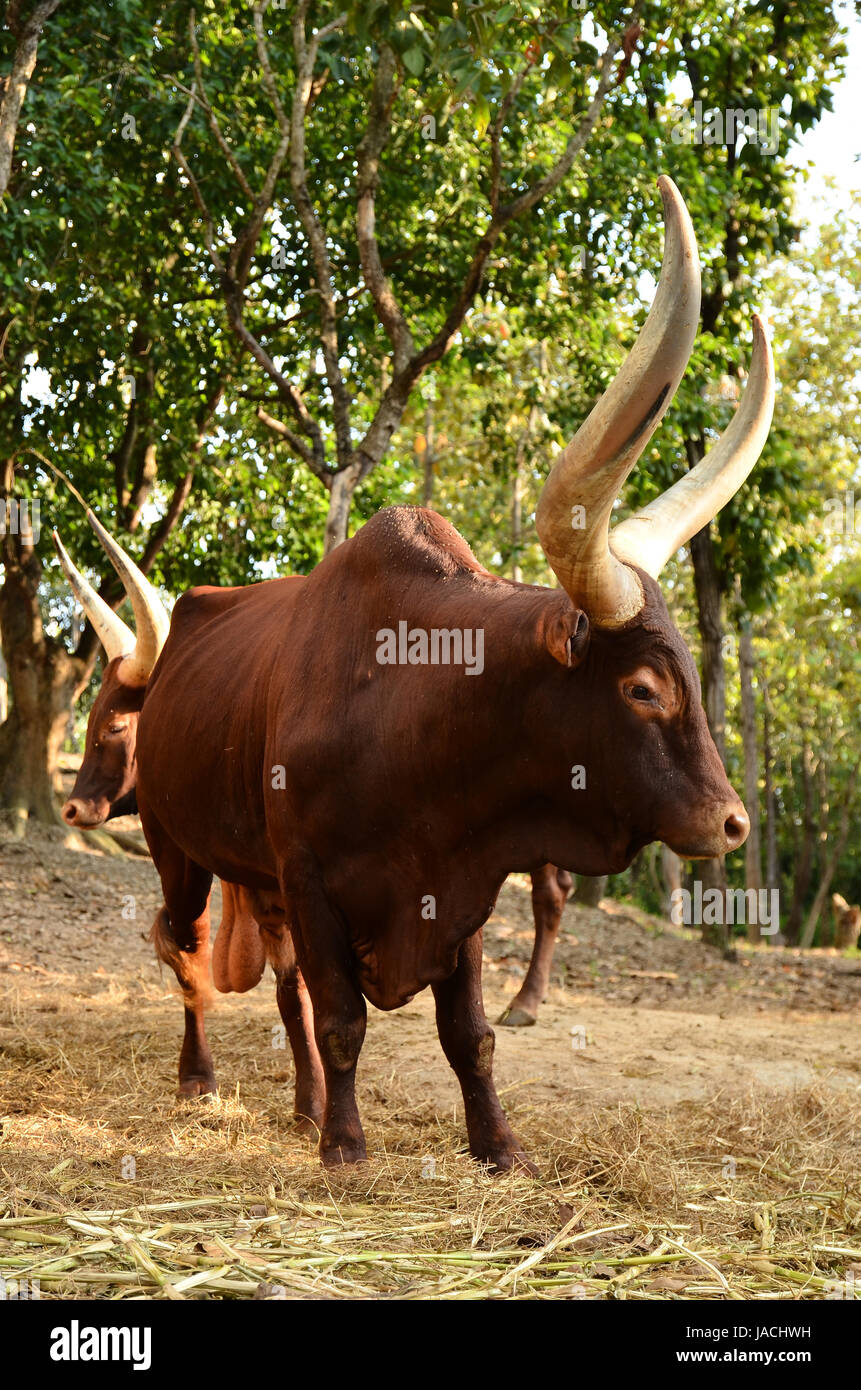male watusi bulls in nature Stock Photo - Alamy