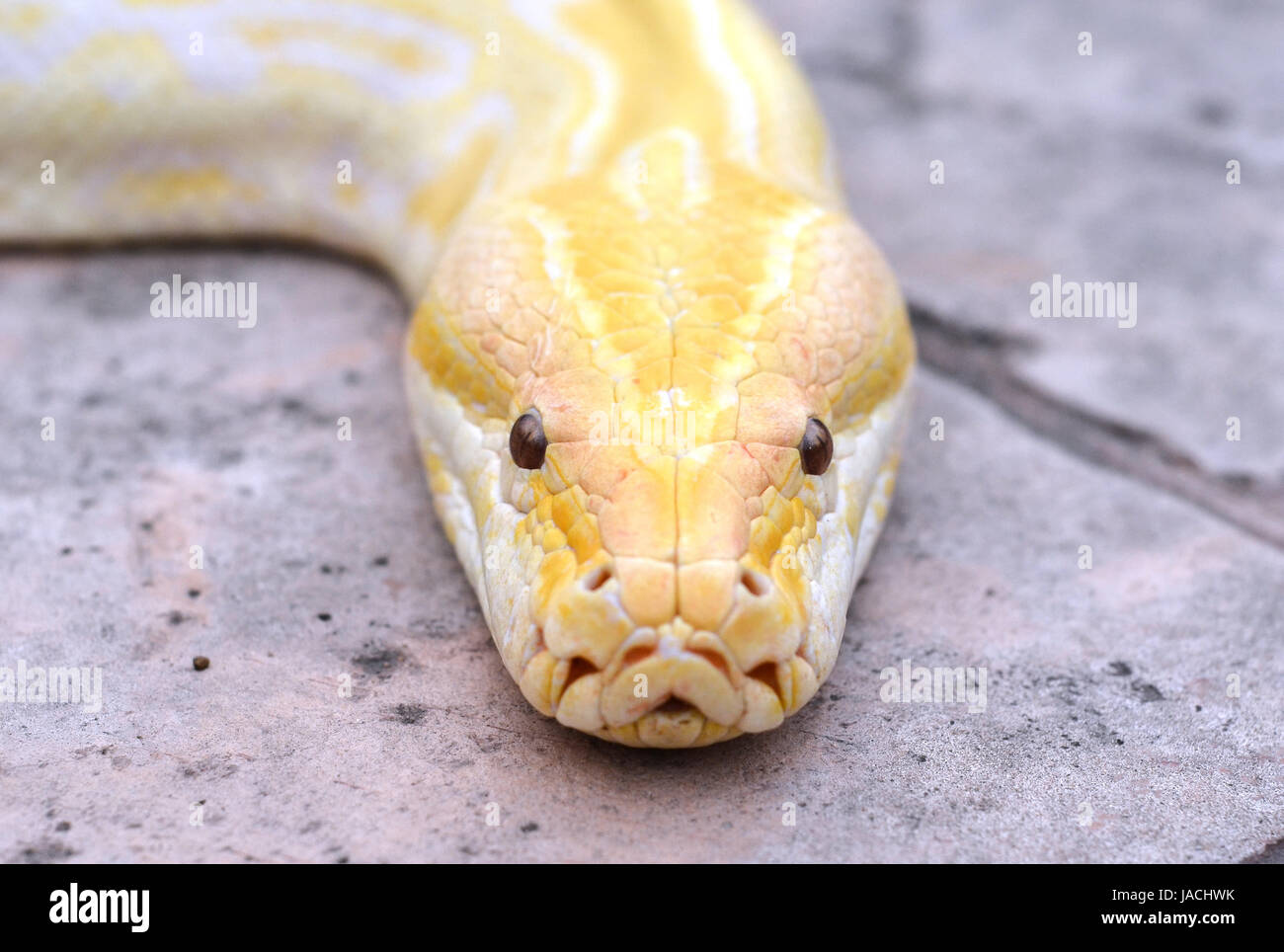albino phyton head close up Stock Photo - Alamy