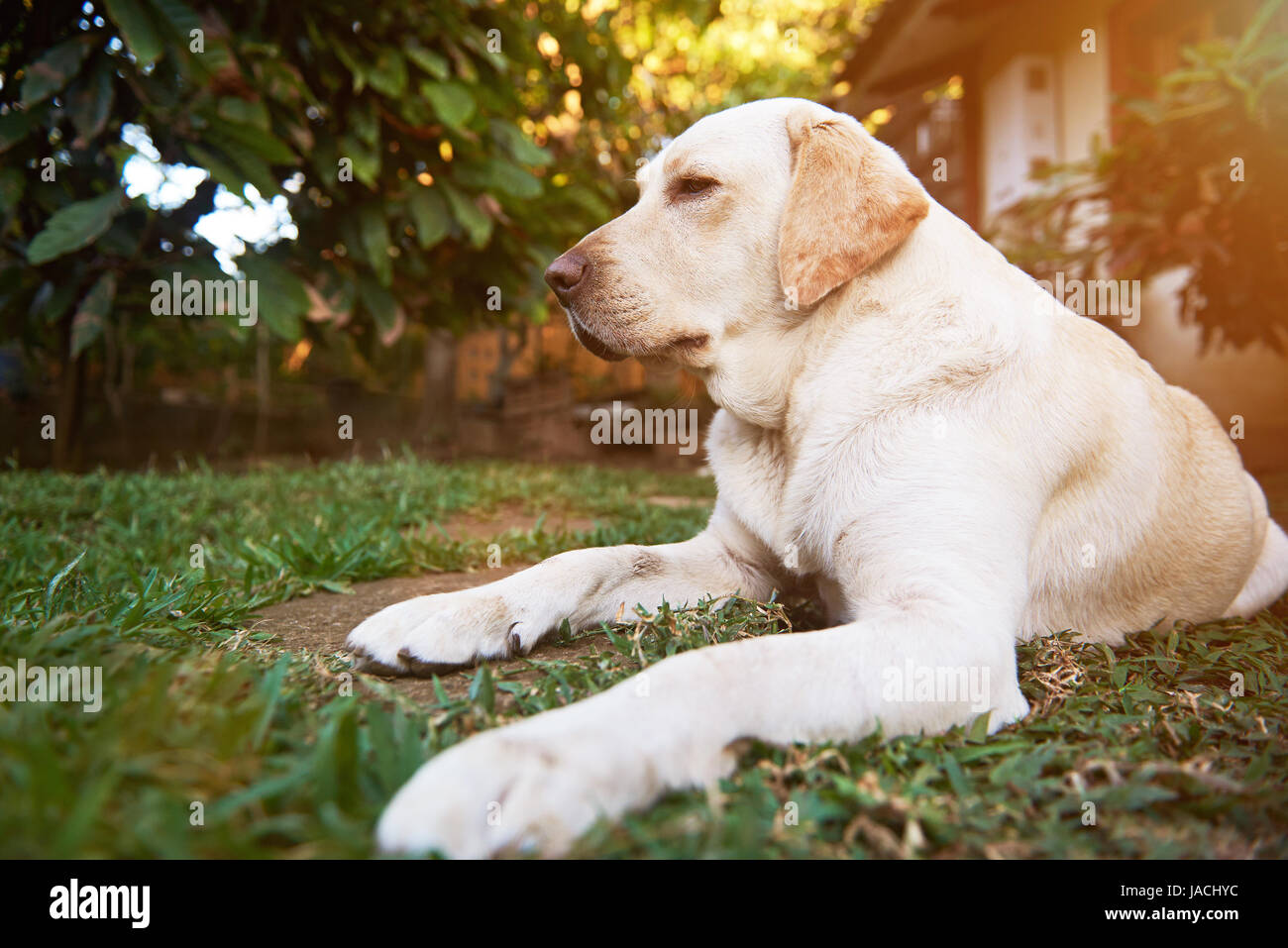 One labrador dog lay on park in sunny day. Closeup of laying labrador ...