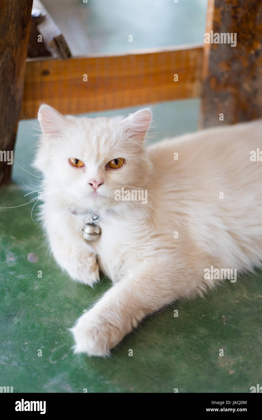 Beautiful white cat - postcard from Thailand Stock Photo - Alamy