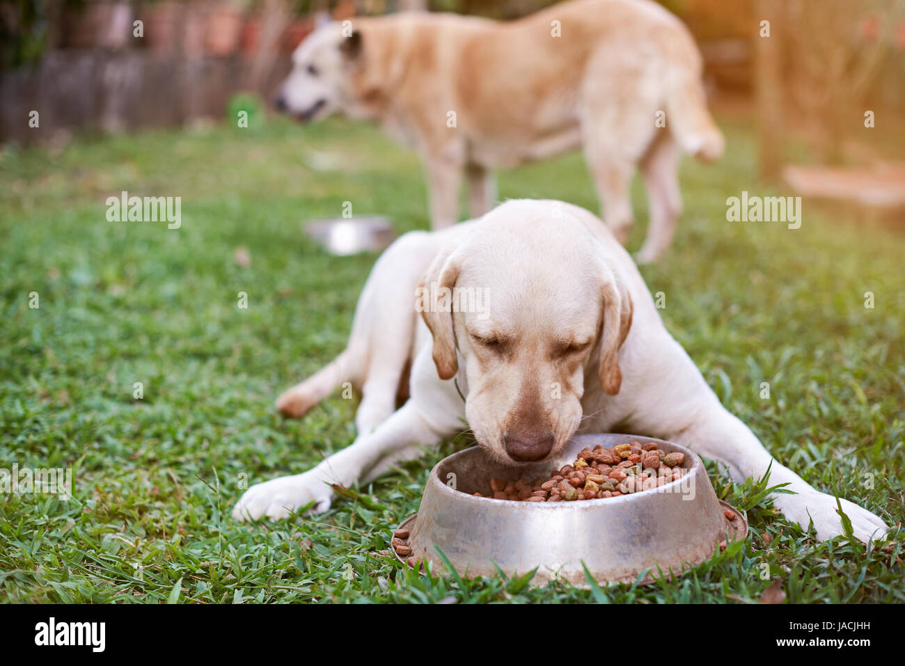 Dogs eating on back yard from metal bowl. Brown labrador on green grass ...