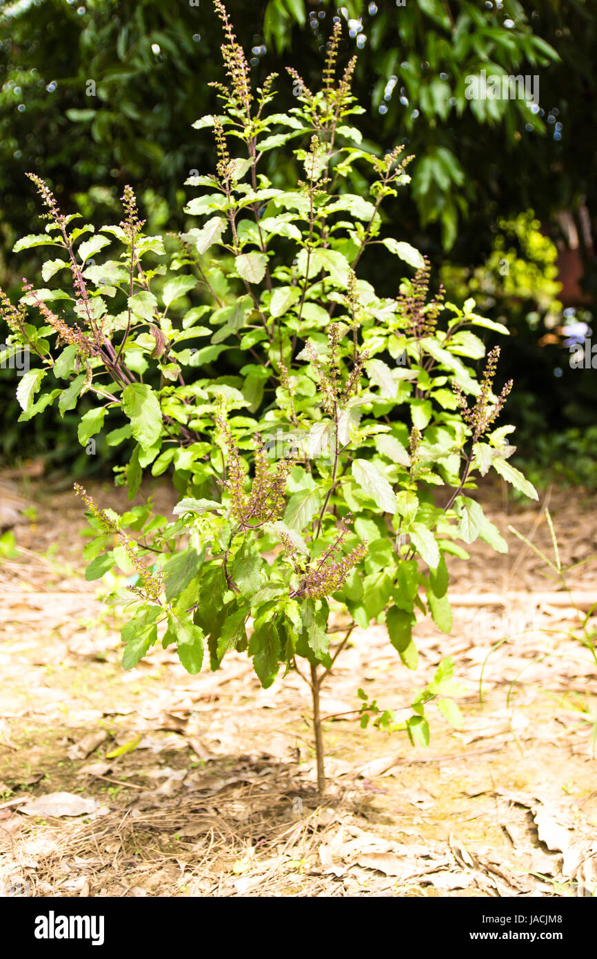 Ocimum sanctum tree Stock Photo - Alamy