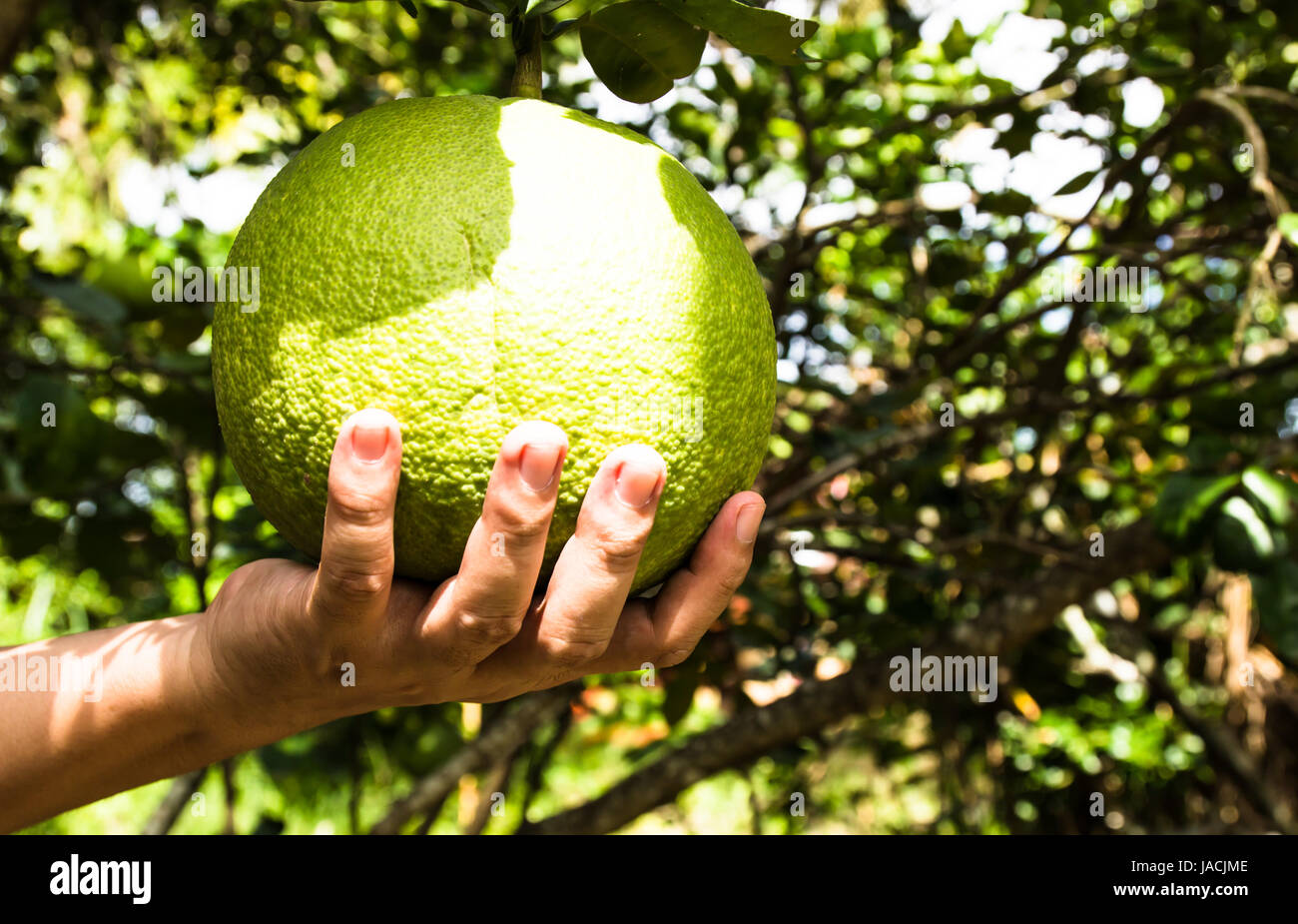 Green pomelo fruit and Hand Stock Photo - Alamy