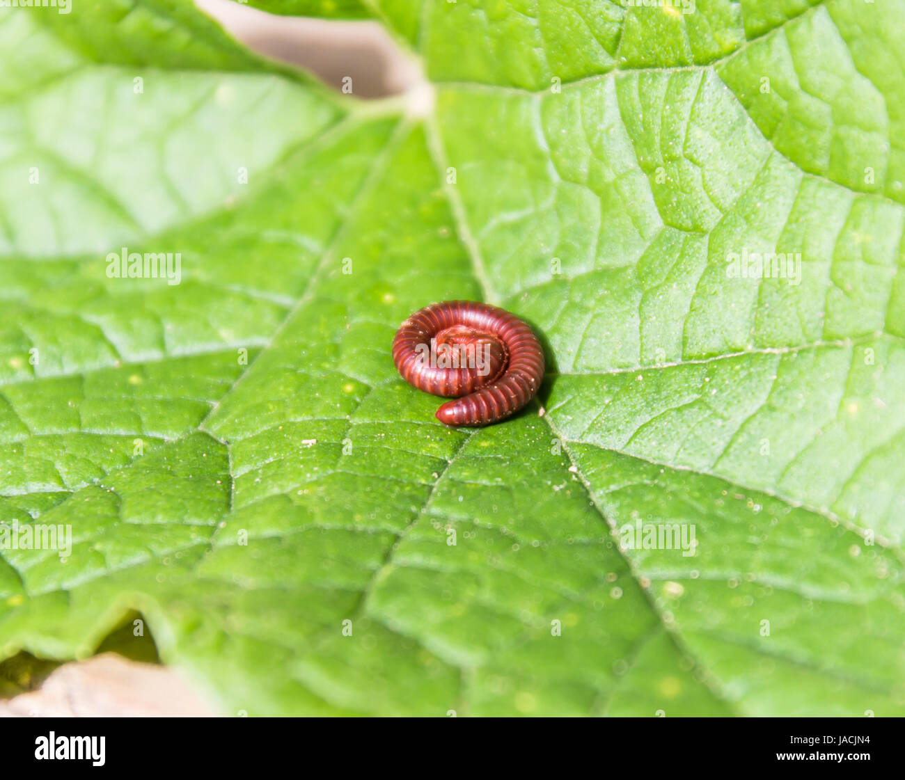 Millipede macro on a green leaf Stock Photo - Alamy