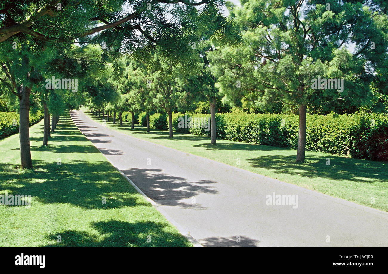 Beautiful green tree lined pathway in summertime. Park like view ...