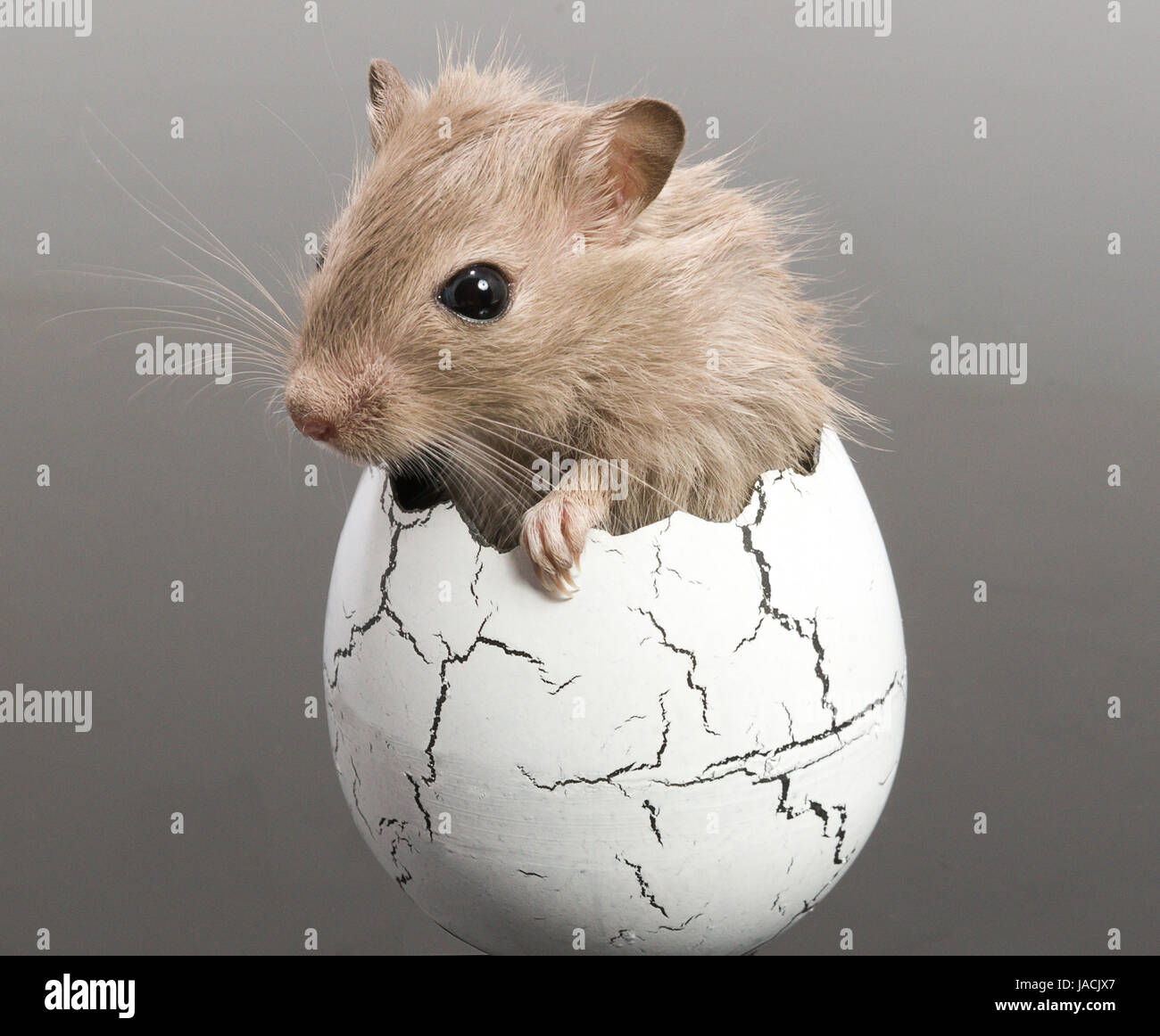 Mouse organ mouse hi-res stock photography and images - Alamy