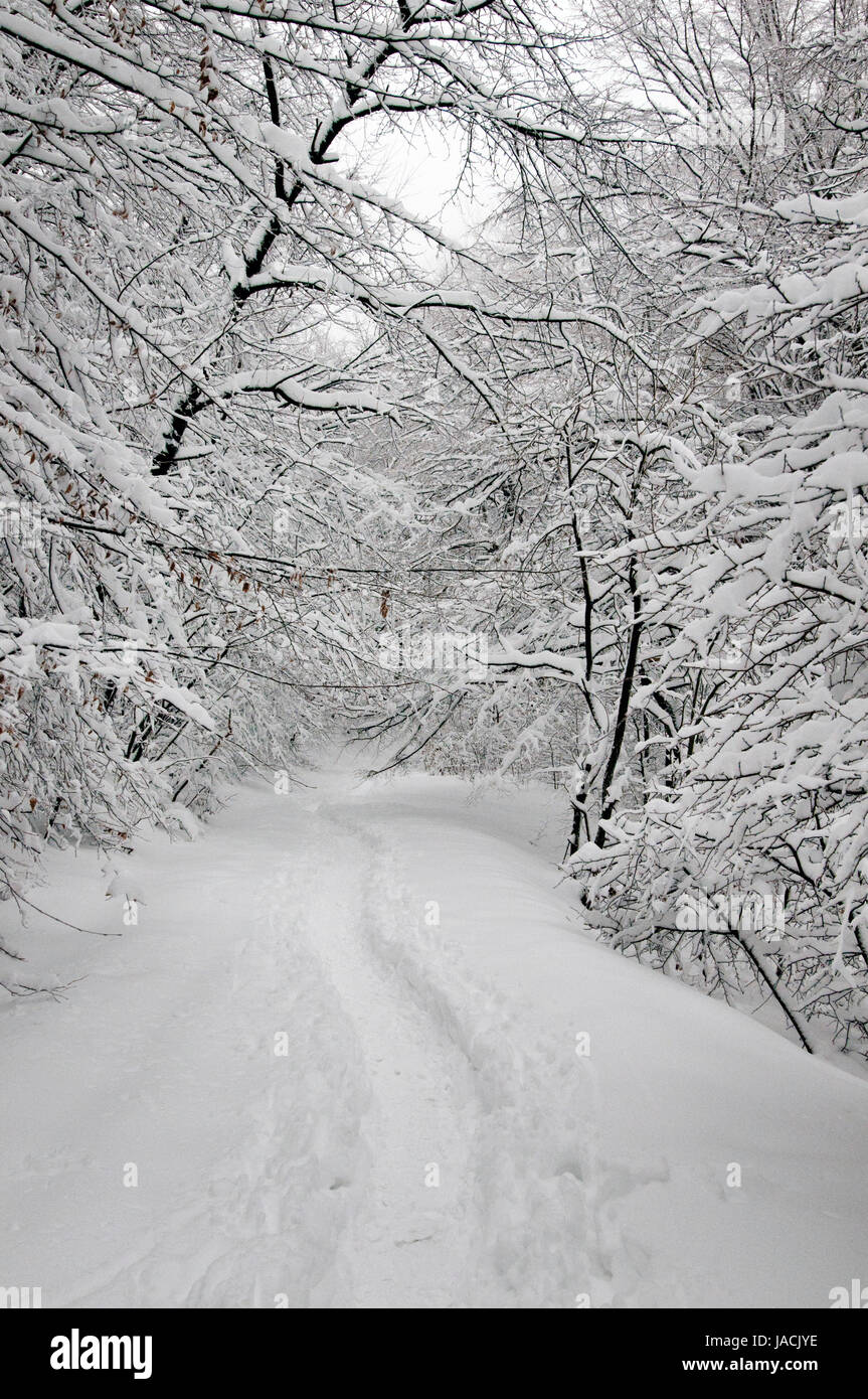 Winter snow path in the forest Stock Photo - Alamy