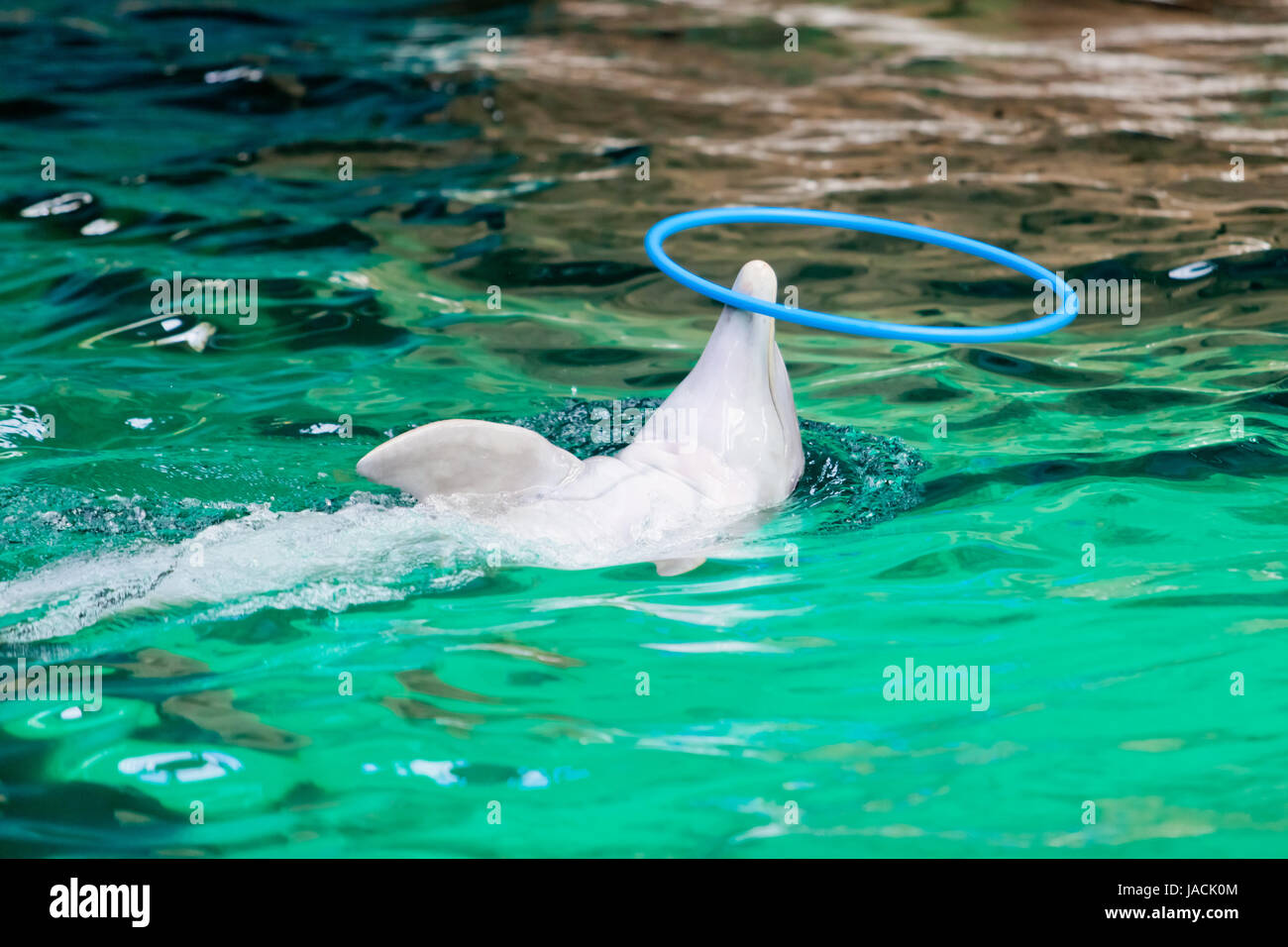 dolphin playing with a hoop Stock Photo - Alamy