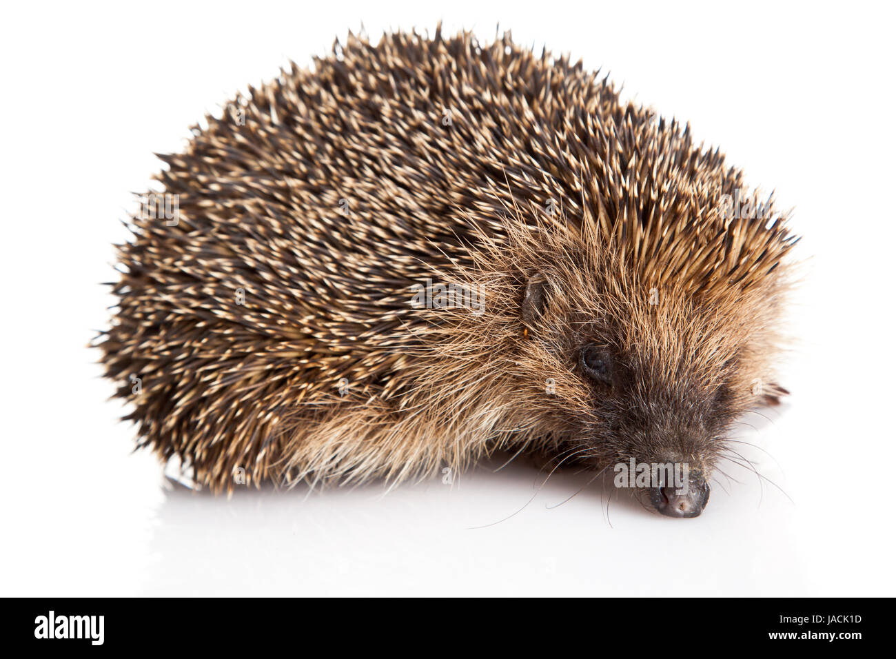 Hedgehog on a white background Stock Photo - Alamy