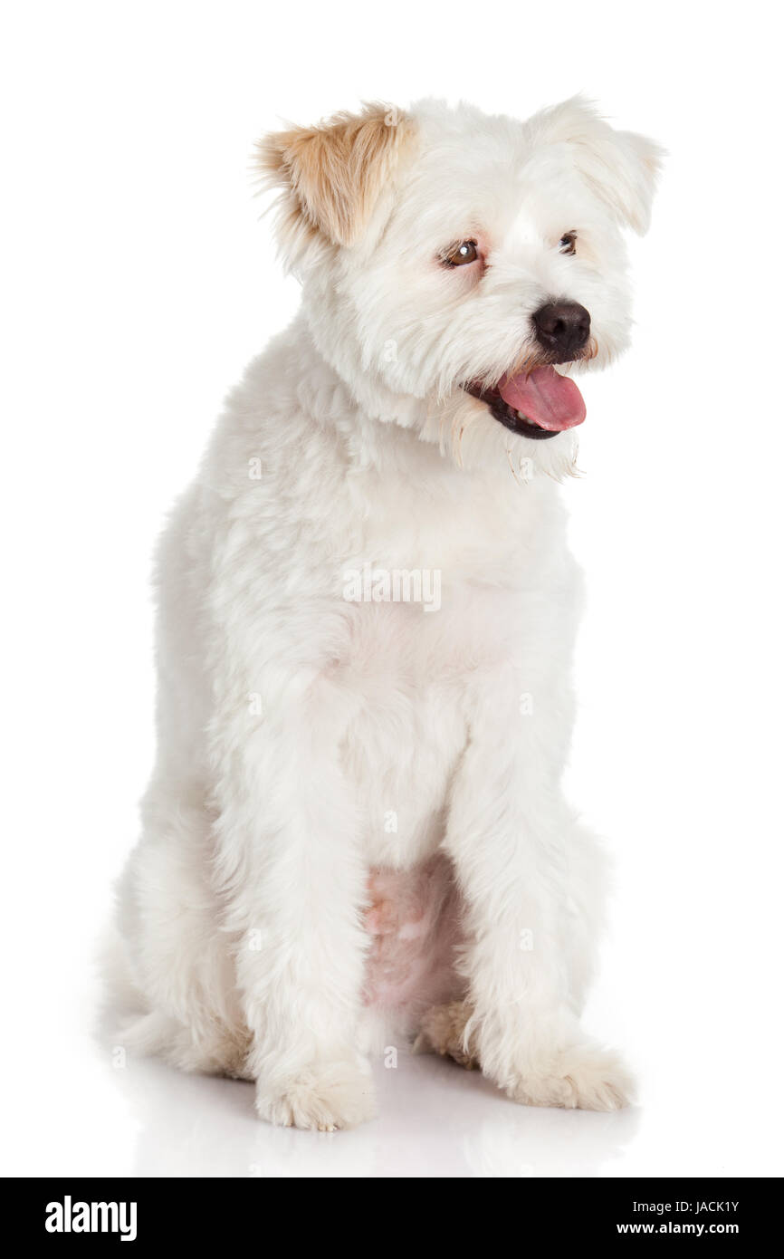 Beautiful Dog isolated on white background Stock Photo - Alamy
