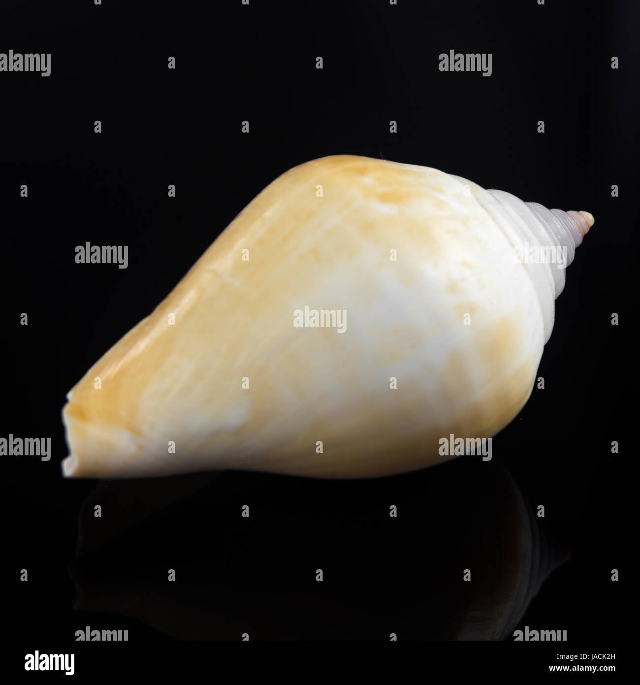 shell on a black background Stock Photo - Alamy
