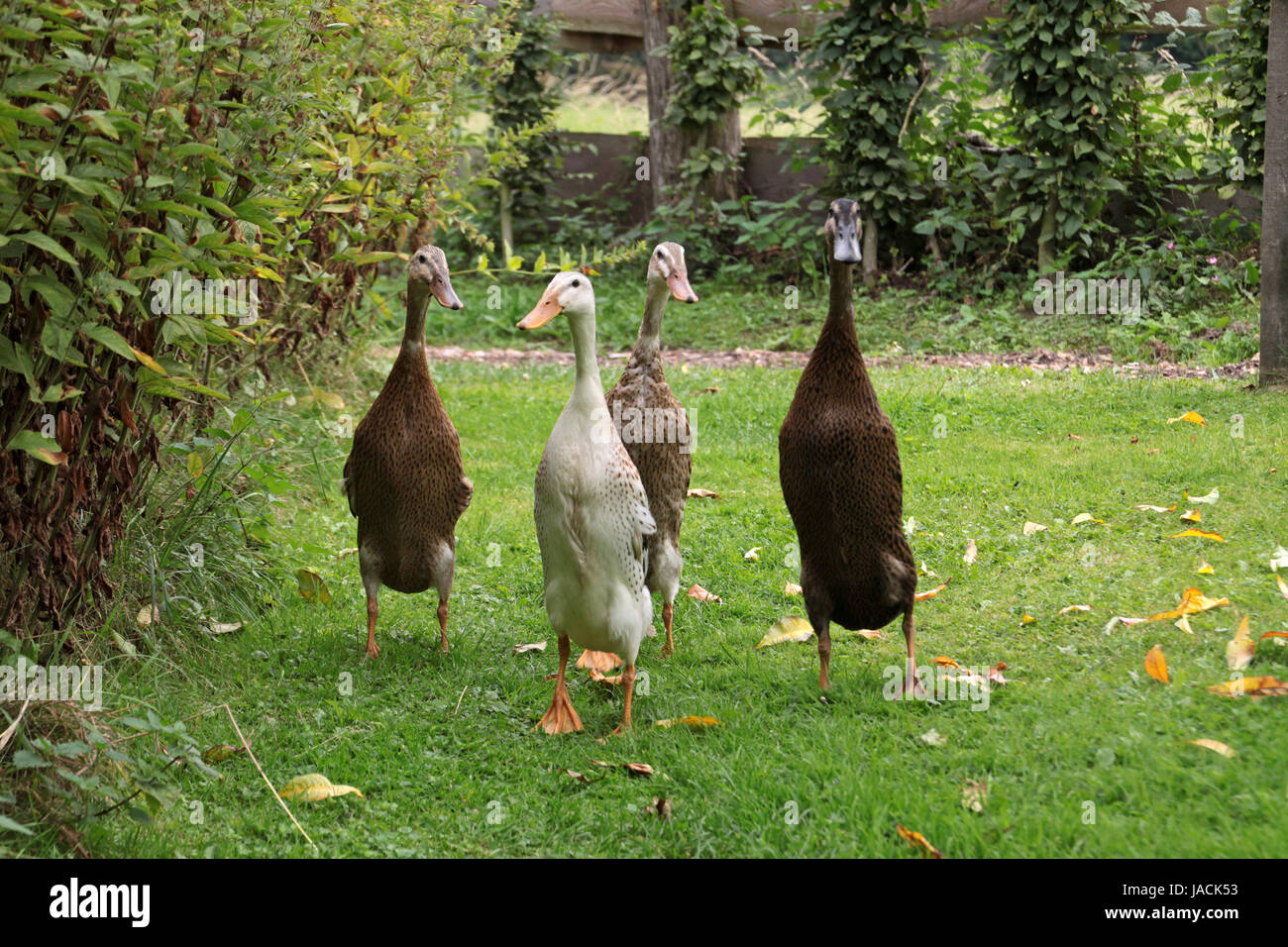 Laufenten tier hi-res stock photography and images - Alamy