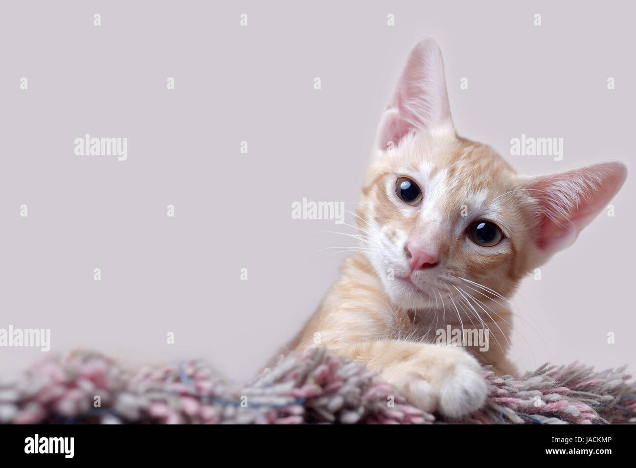 Cute kitten playing on carpet Stock Photo - Alamy