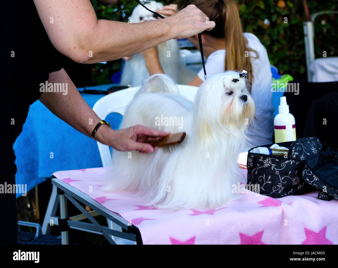 A small beautiful and adorable white maltese dog being groomed by a ...