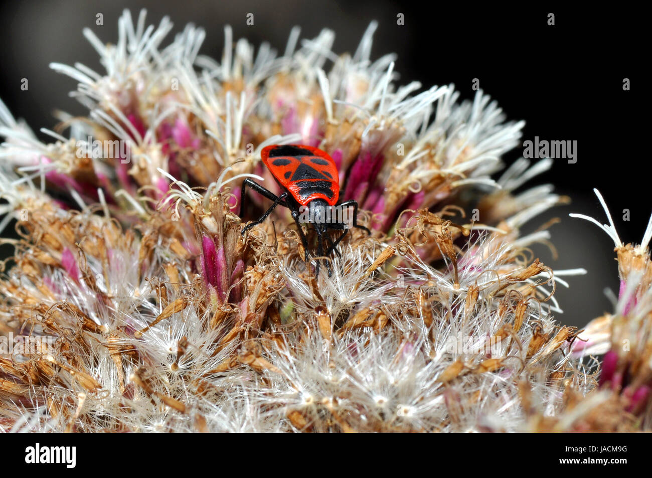 fire bug on bloom Stock Photo - Alamy