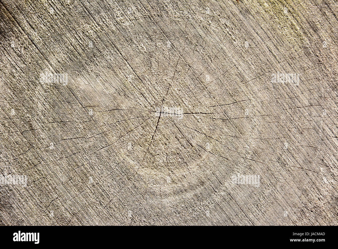 Wood texture of cut tree trunk, close-up Stock Photo - Alamy