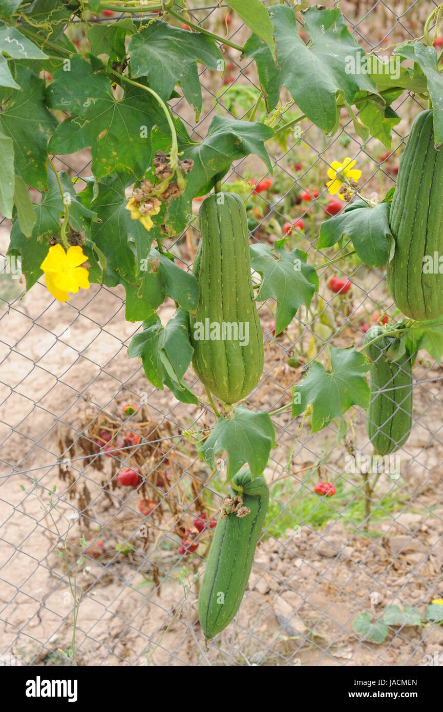 Curved pickles hi-res stock photography and images - Alamy