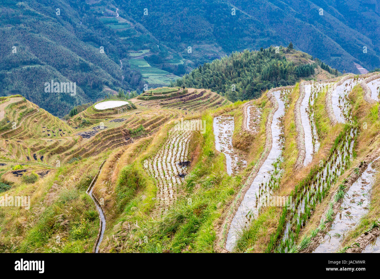 Longji, China. Terraced Rice Paddies after Harvest Stock Photo - Alamy