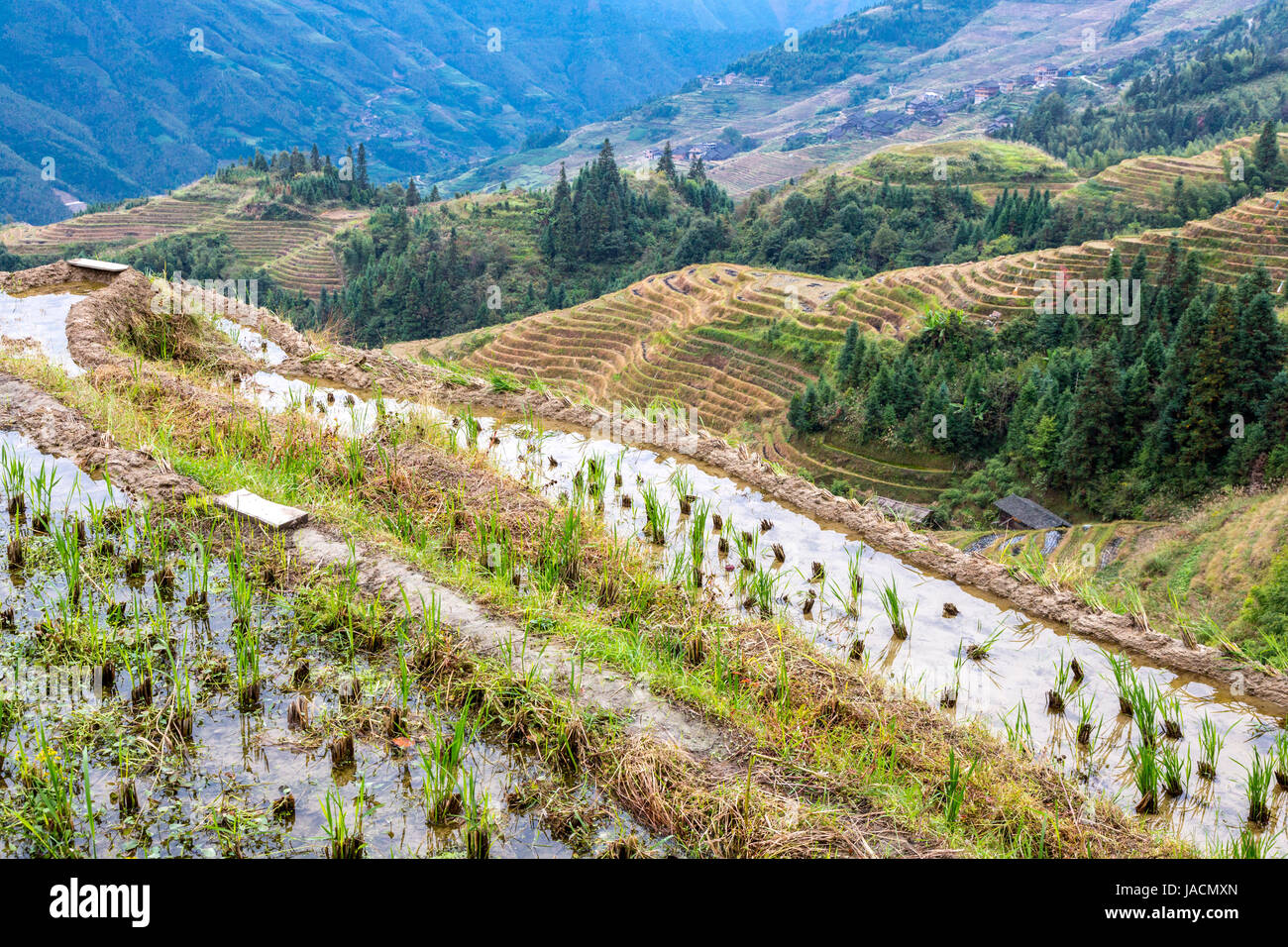 Longji Rice Terrace High Resolution Stock Photography and Images - Alamy