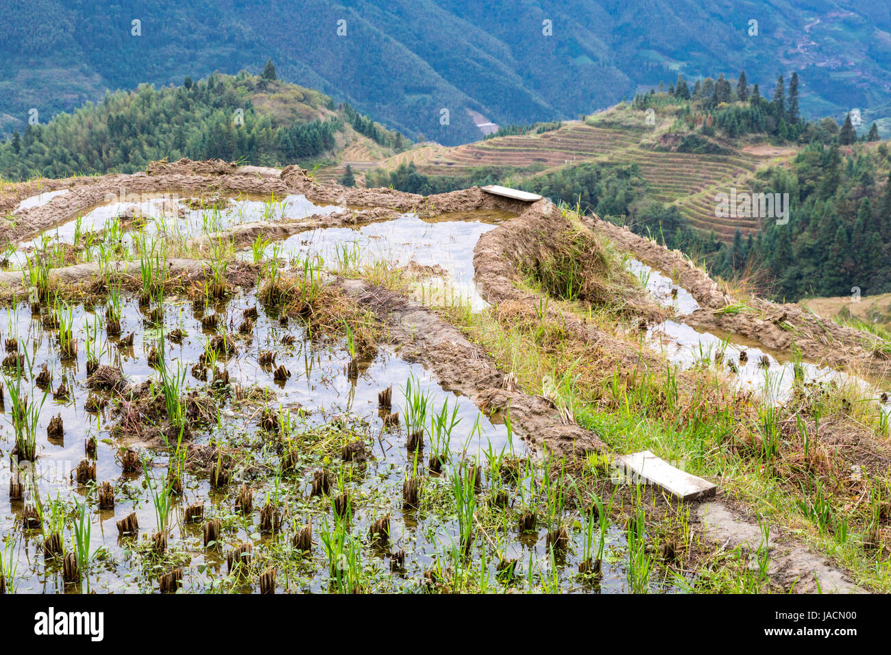 Longji, China. Terraced Rice Paddies after Harvest Stock Photo - Alamy