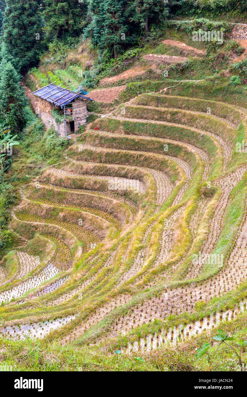 Longji, China. Terraced Rice Paddies after Harvest Stock Photo - Alamy
