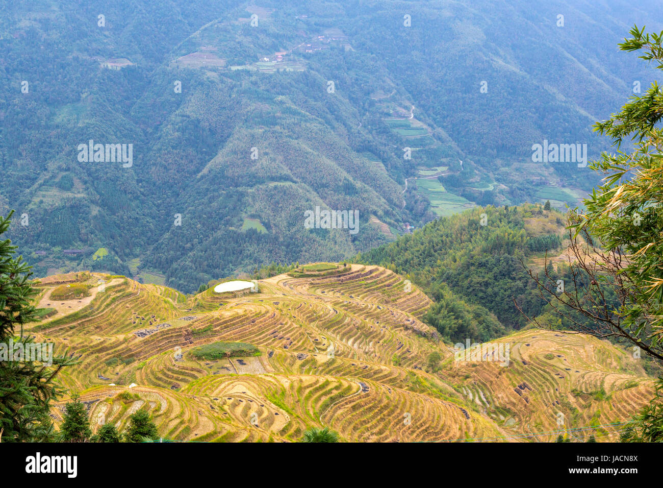 Longji, China. Terraced Rice Paddies after Harvest. Forested Hills ...