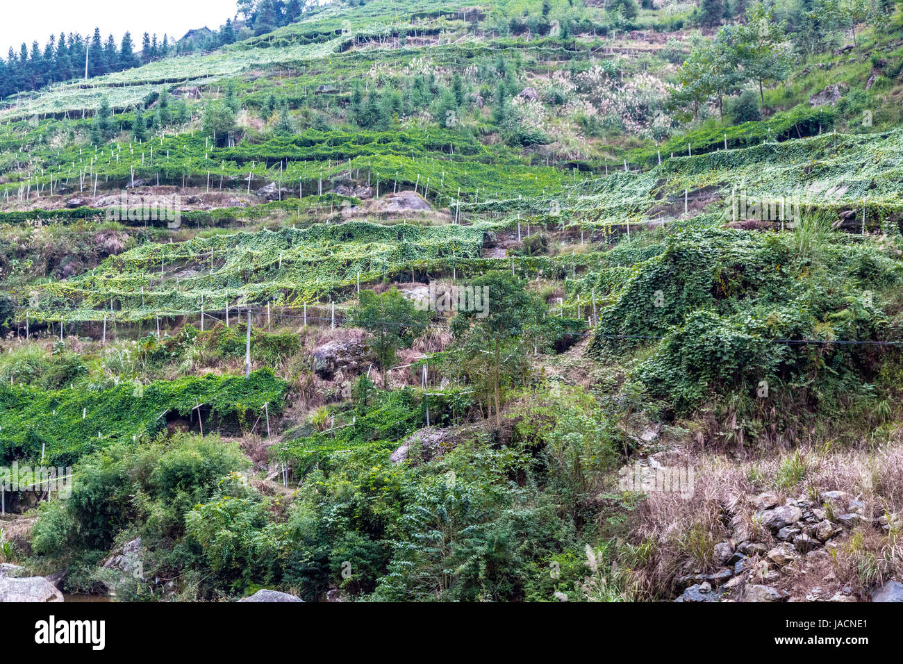Longji, China. Passion Fruit Vines Growing on the Hillsides Stock Photo ...