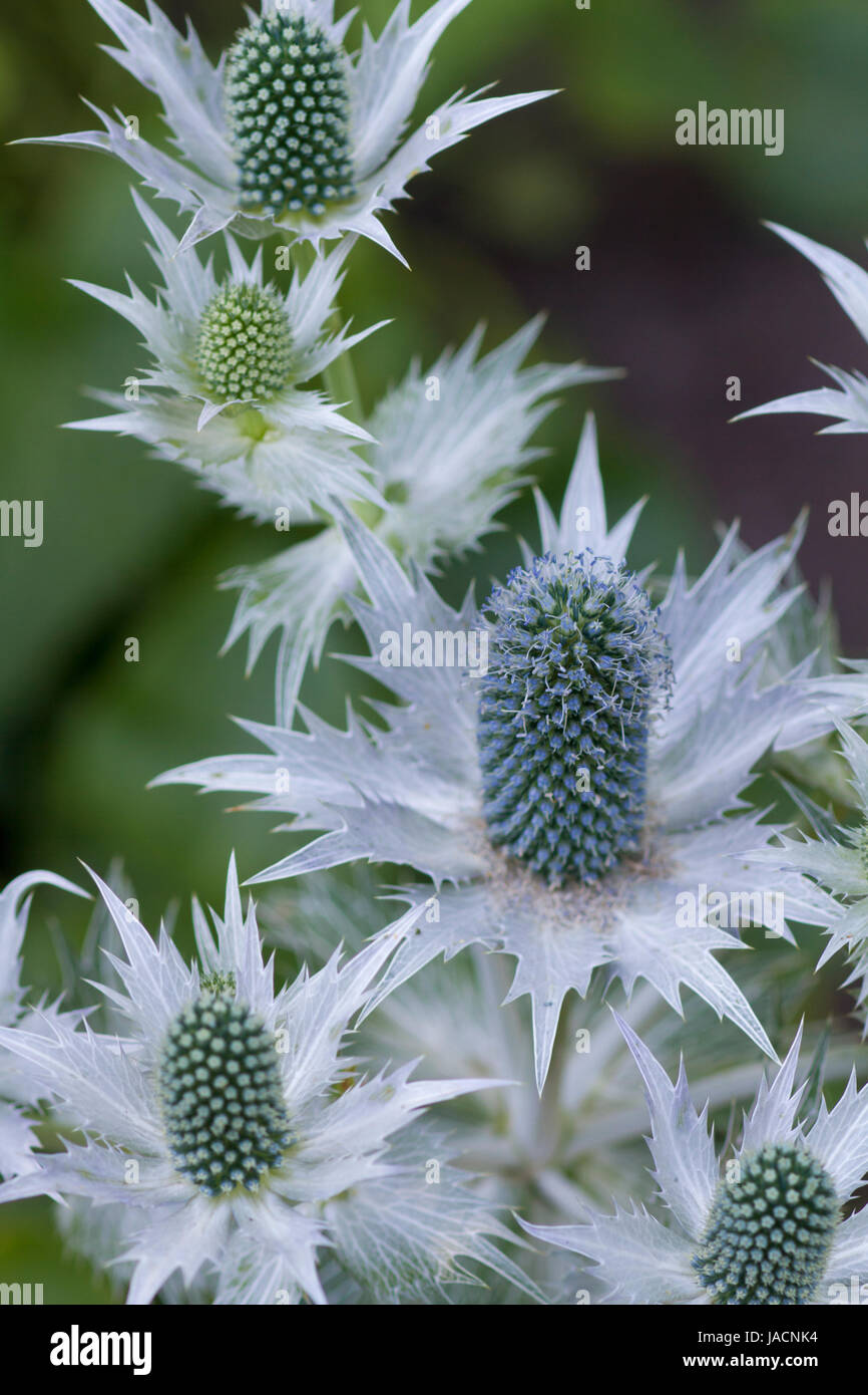 Eryngium garten hi-res stock photography and images - Alamy