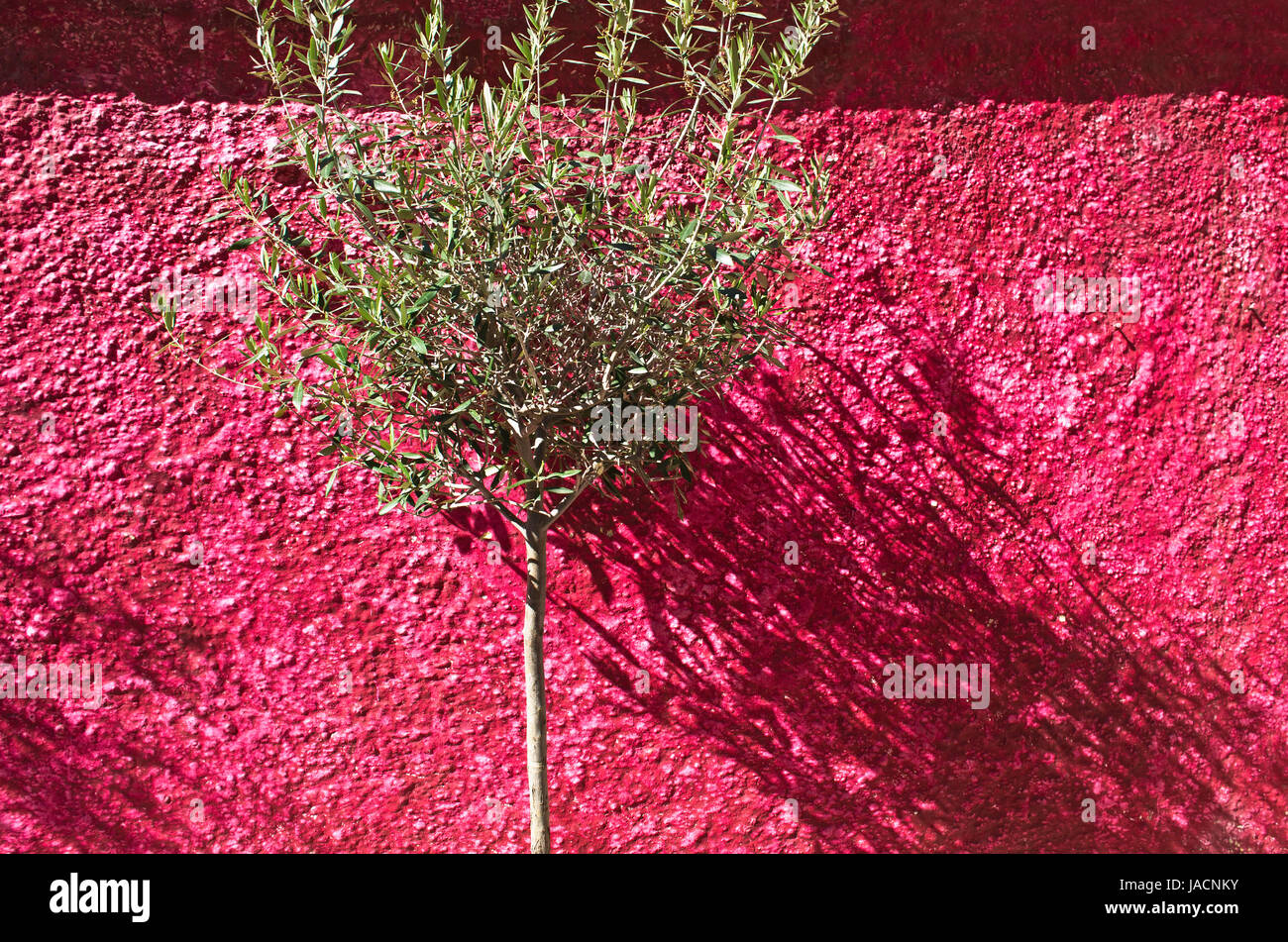 the shadow of an olive tree at a pink wall Aegina island Greece Stock ...