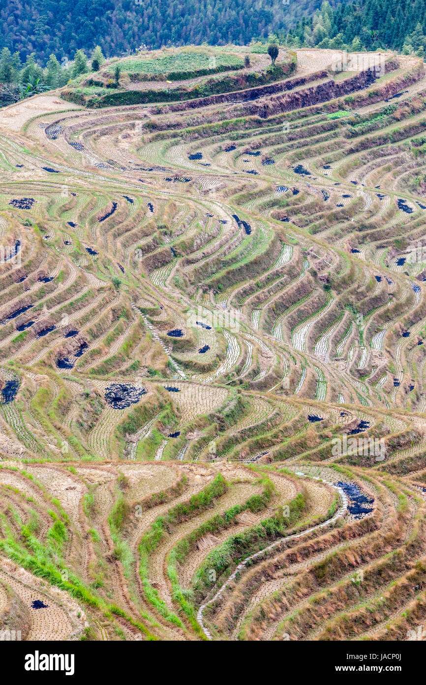 Longji, China. Terraced Rice Paddies after Harvest Stock Photo - Alamy