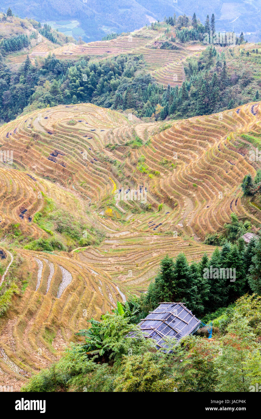 Longji, China. Terraced Rice Paddies after Harvest Stock Photo - Alamy