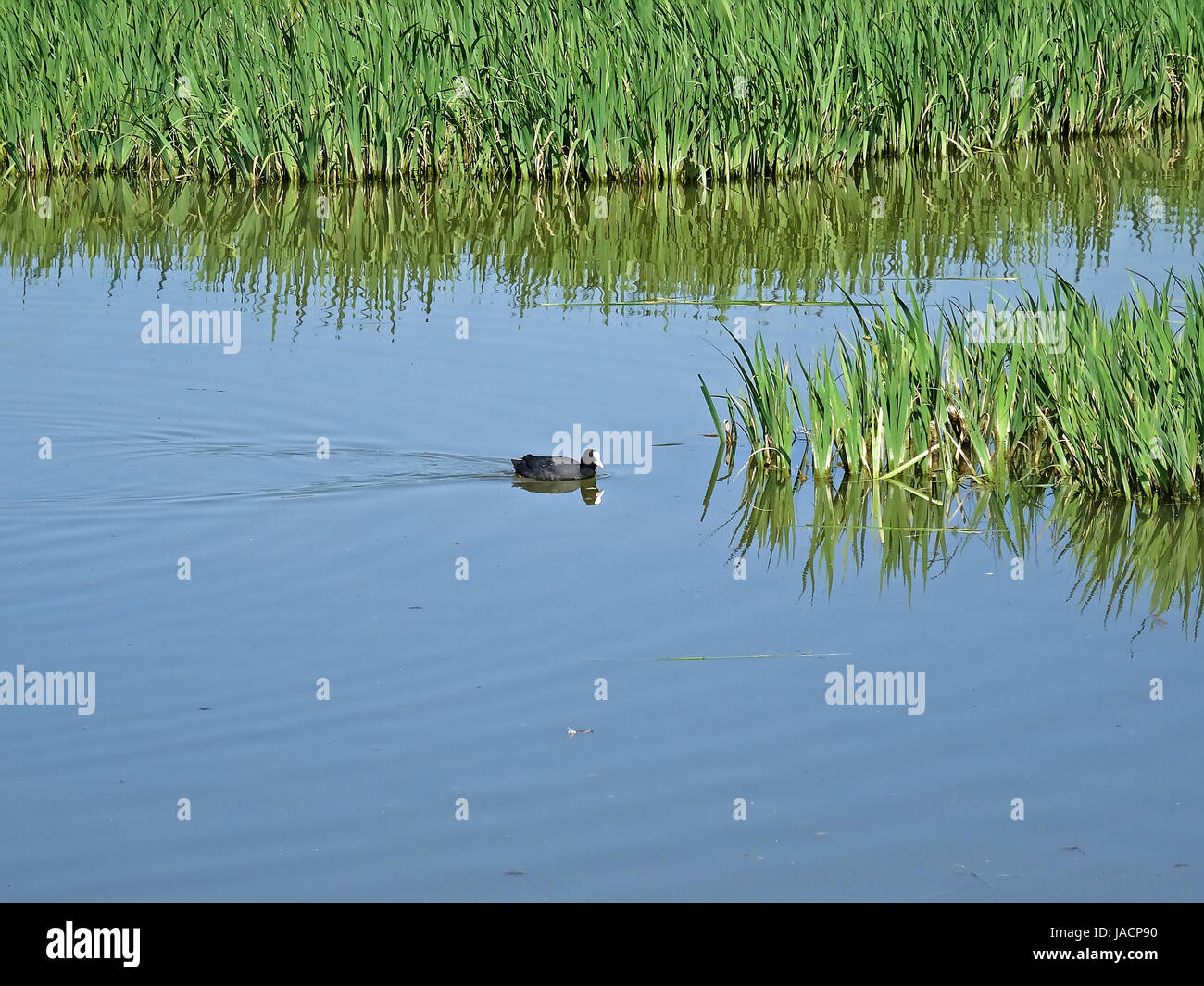 Wildlife in Salburua, next to Vitoria/Gasteiz, Basque Country, Spain. A ...