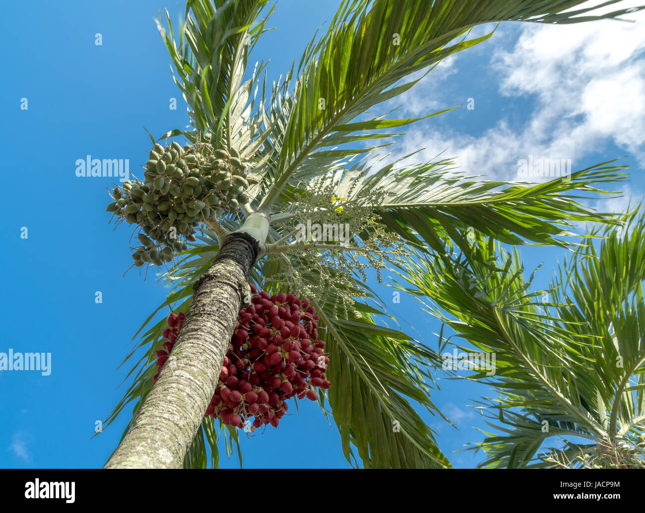 Palm from bottom with colorful fruits Stock Photo - Alamy