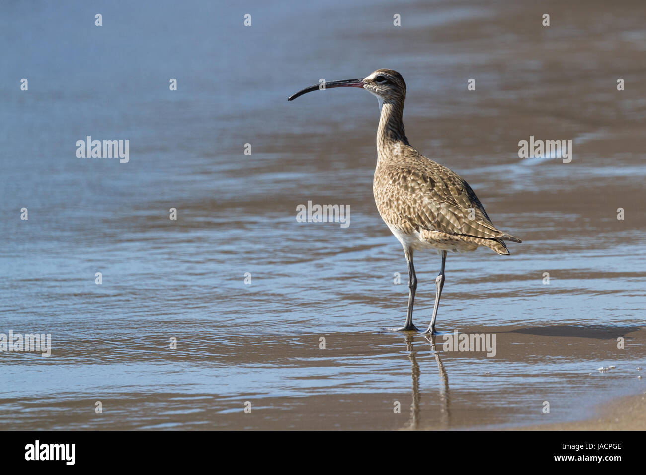 Long bill curlew is the largest sandpiper of regular occurrence in ...
