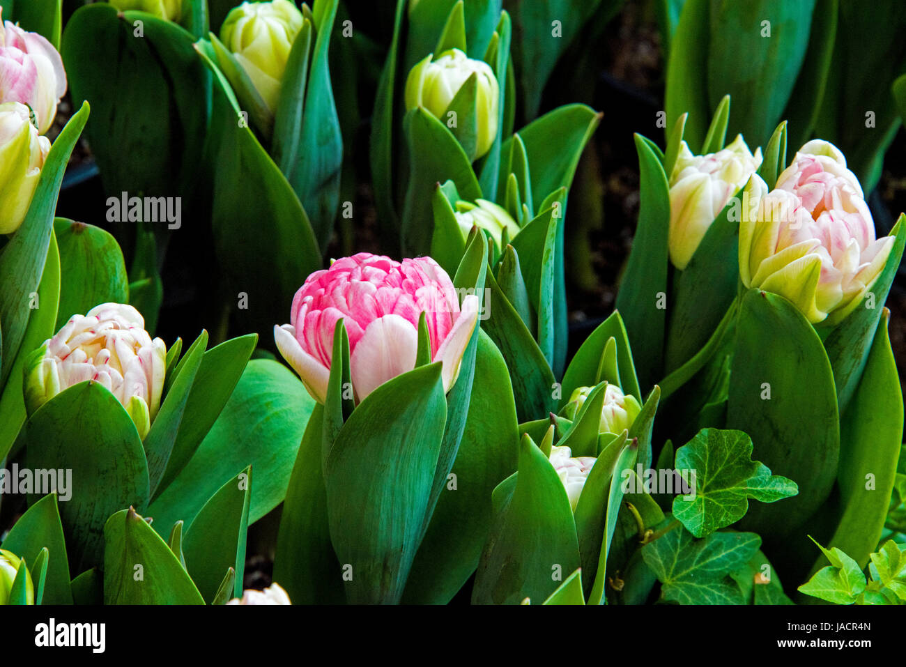 Magic parrot hi-res stock photography and images - Alamy