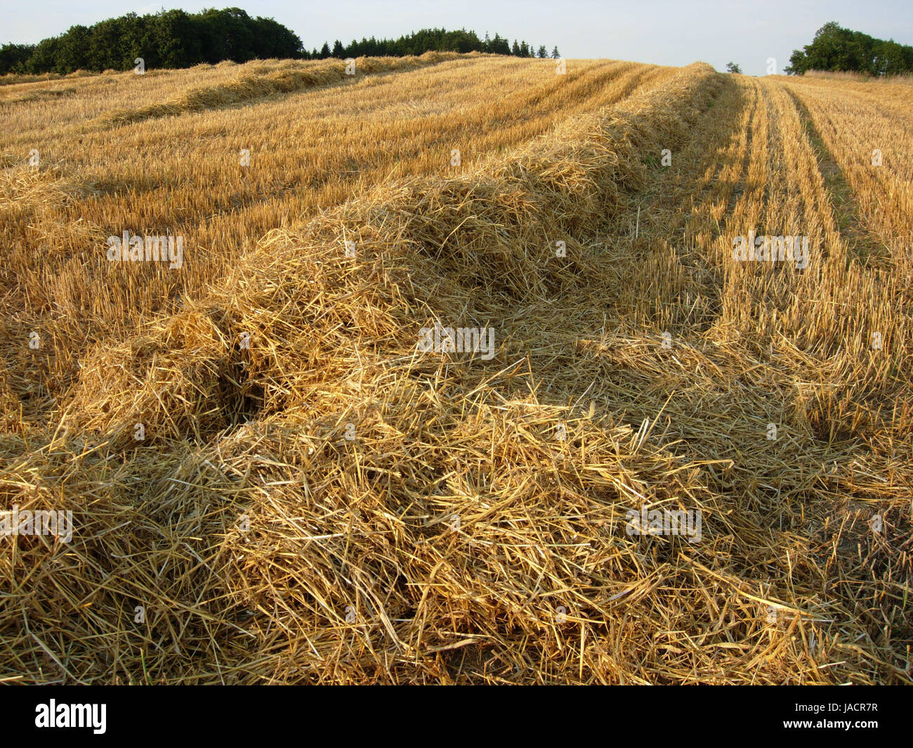 Stoppelfeld mit Stroh Stock Photo - Alamy