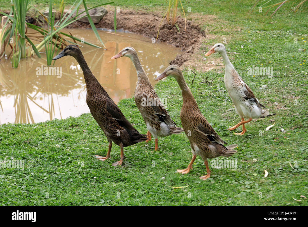 Flaschenente Stock Photos & Flaschenente Stock Images - Alamy
