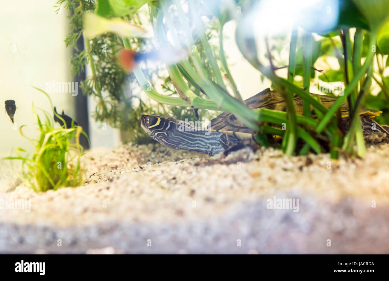 Small terrapin sheltering behind green plants in a tank or aquarium ...