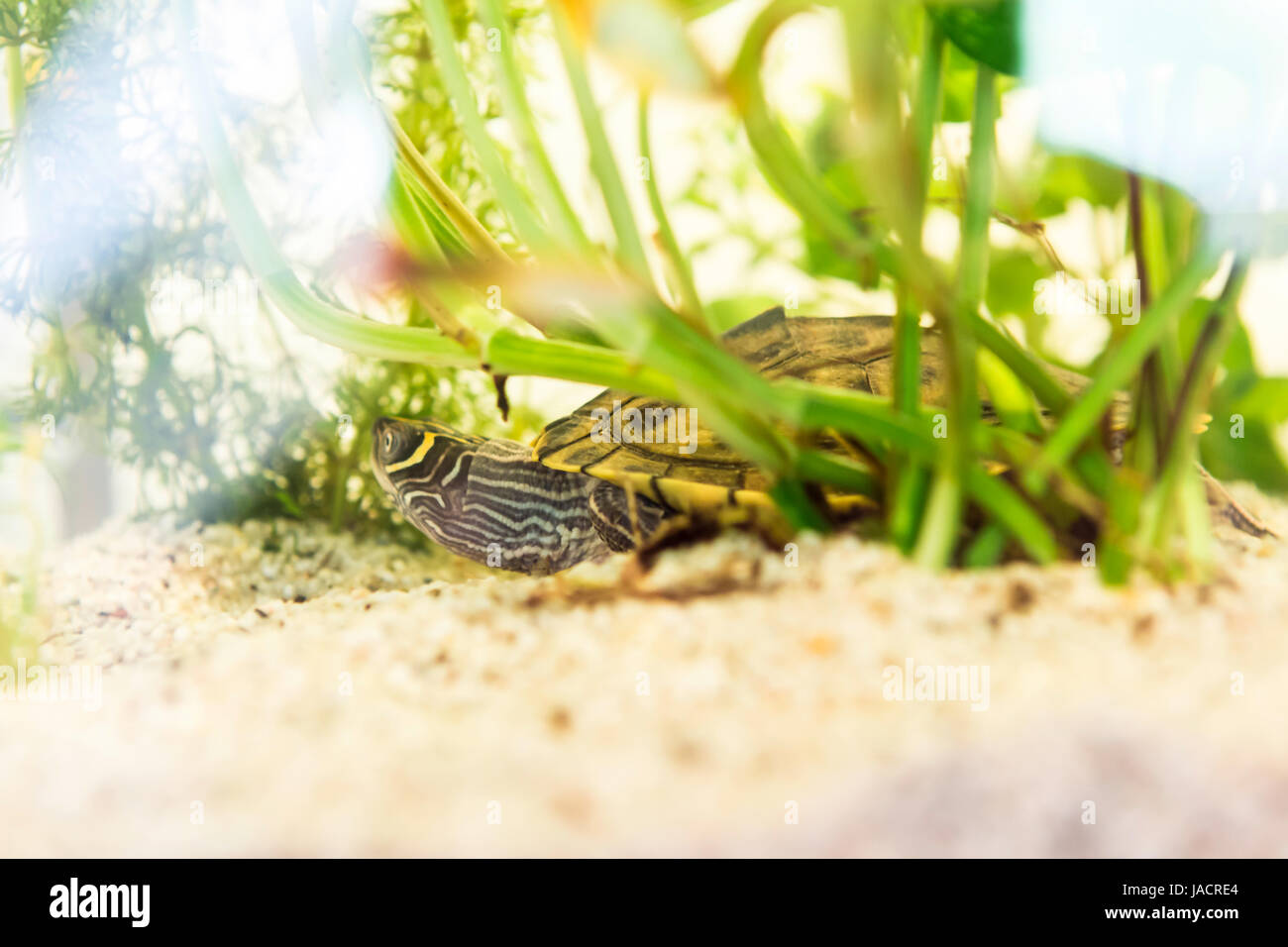 Small terrapin sheltering behind green plants in a tank or aquarium ...