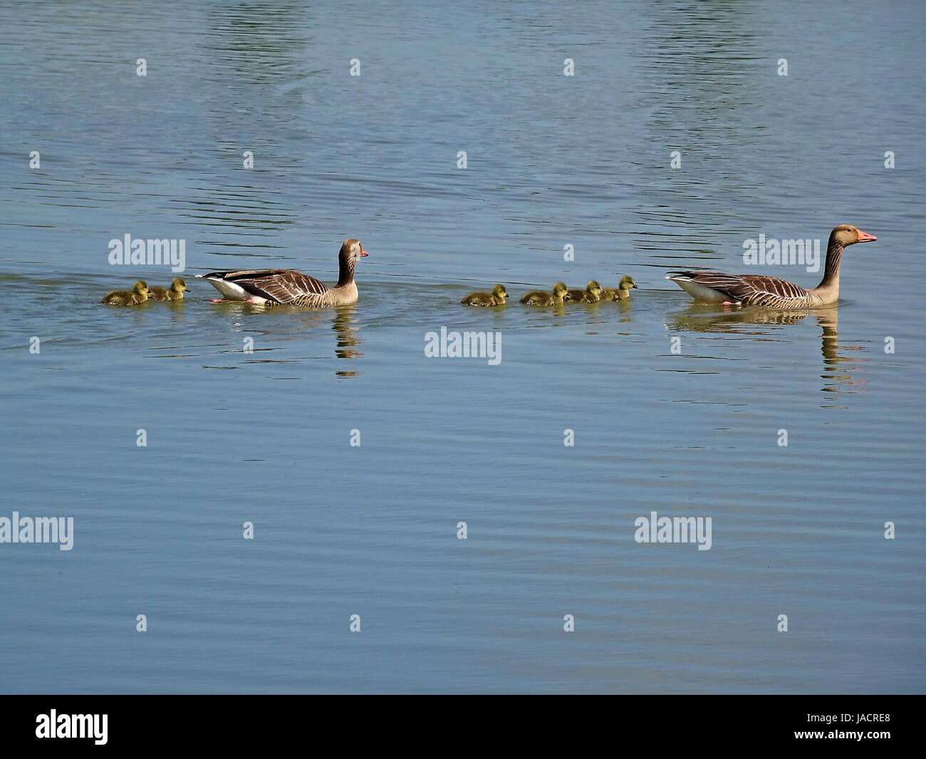 Family of ducks hi-res stock photography and images - Alamy
