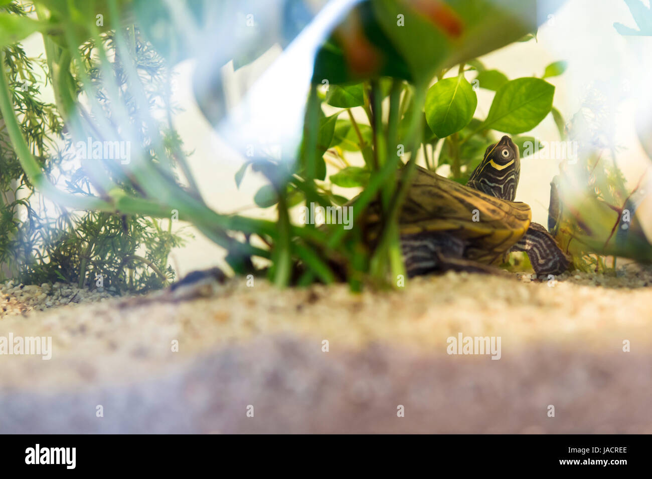 Small terrapin sheltering behind green plants in a tank or aquarium ...