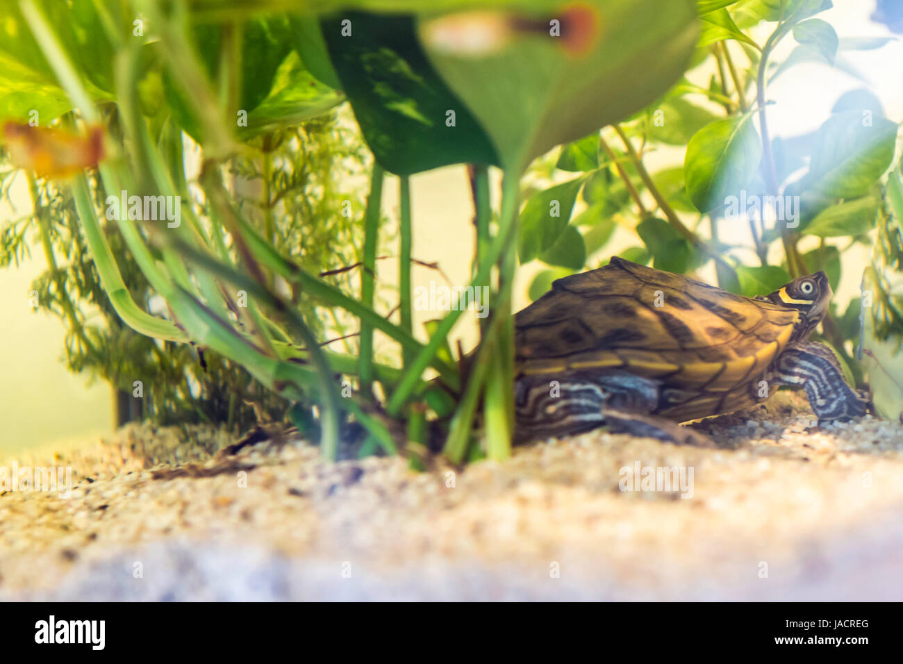 Small terrapin sheltering behind green plants in a tank or aquarium ...