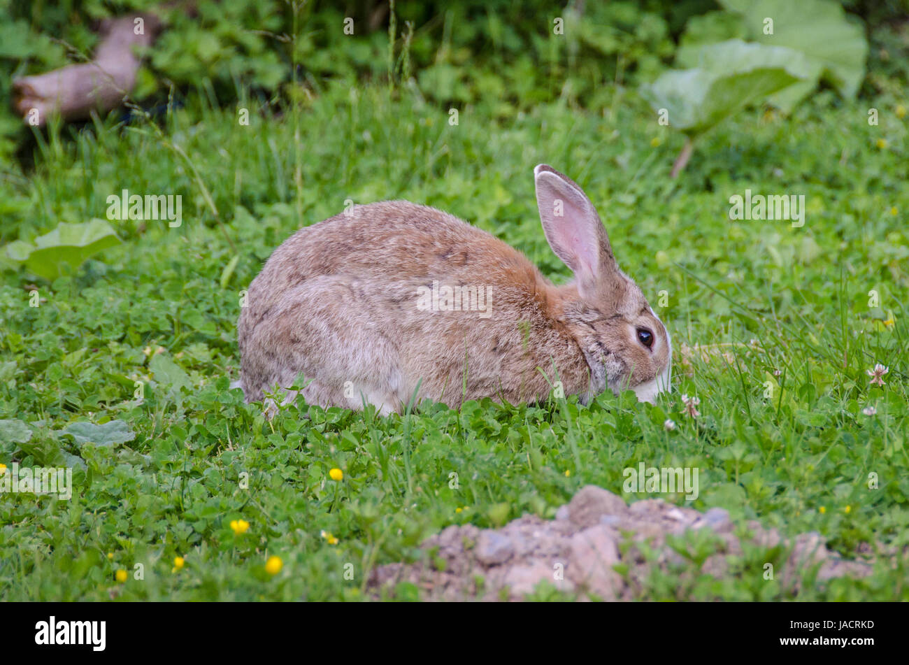 Rabbit in nature Stock Photo - Alamy