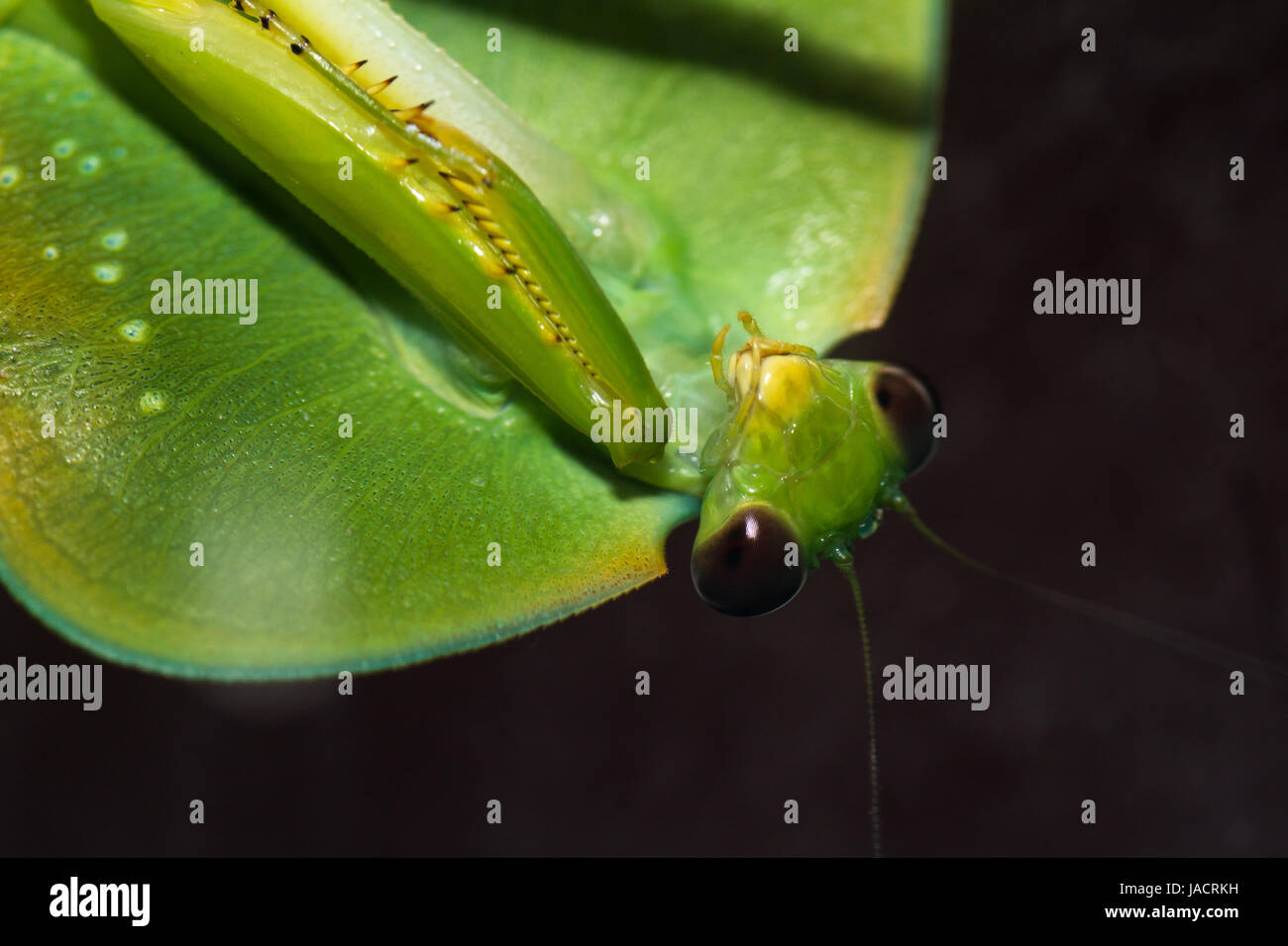 close up of a hooded mantis thru a glass window with the darkness of ...