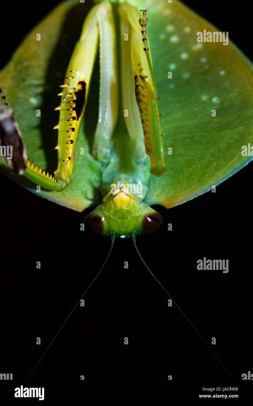 close up of a hooded mantis thru a glass window with the darkness of ...