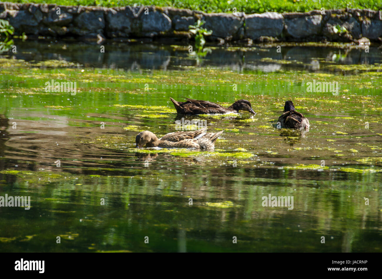 Cute duck pictures hi-res stock photography and images - Alamy