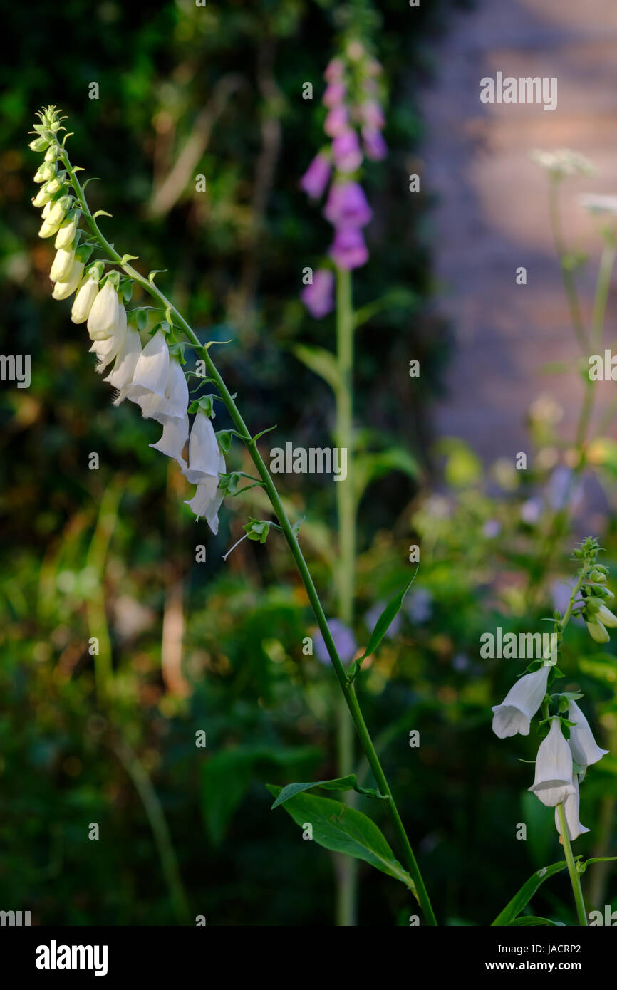 Digitalis Purpurea Alba in Evening Sunlight Stock Photo - Alamy